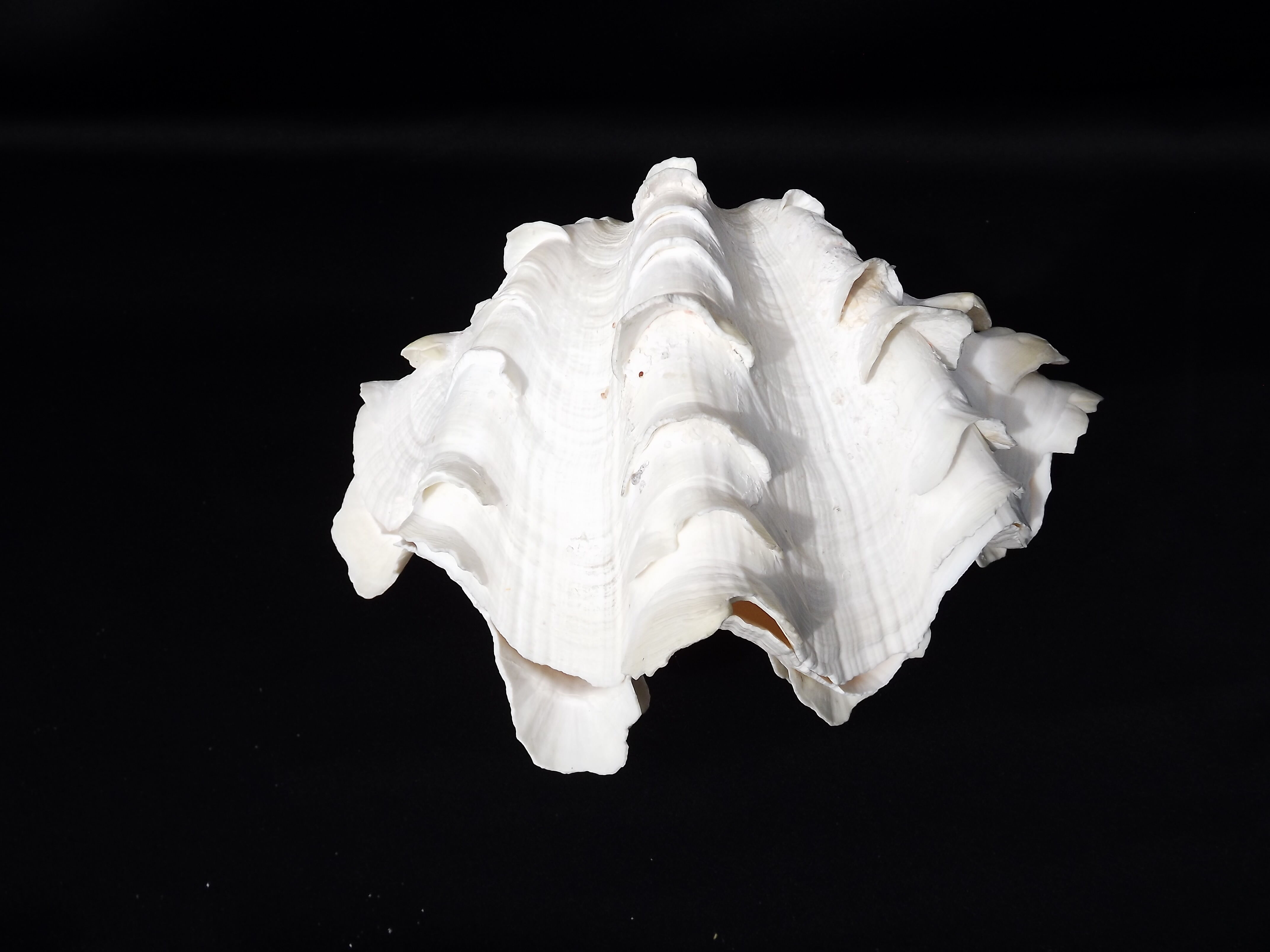 Tridacne Bénitier géant xx -ème | Selency