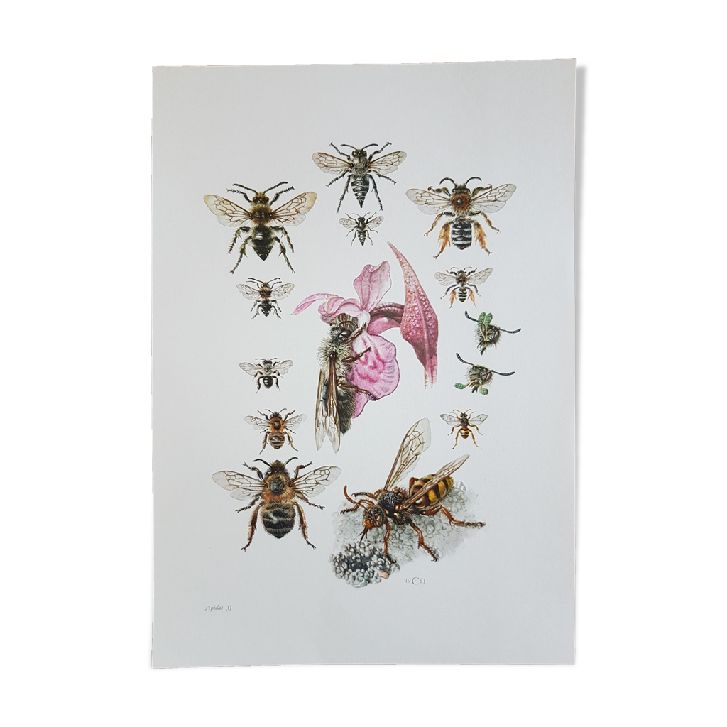 Planche insecte | Selency