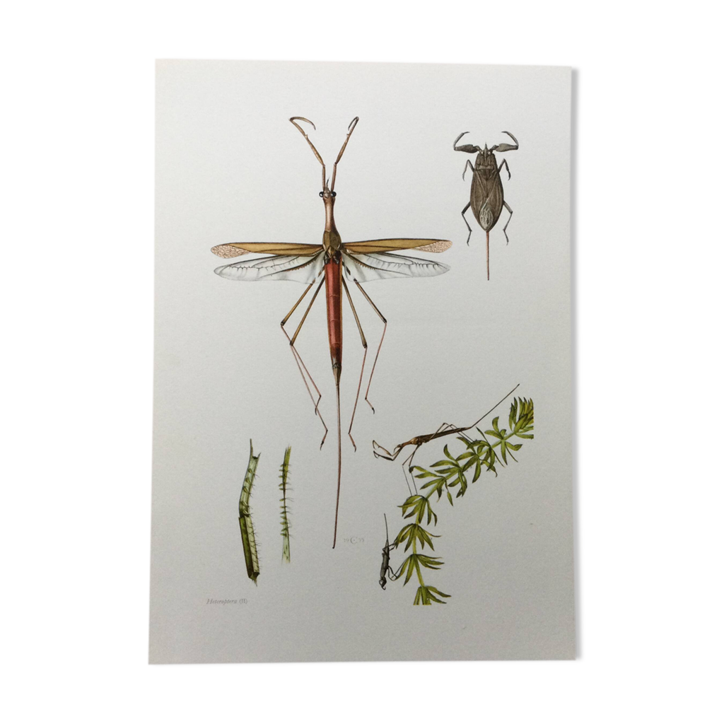 Impression vintage insectes. Planche originale 1969. | Selency