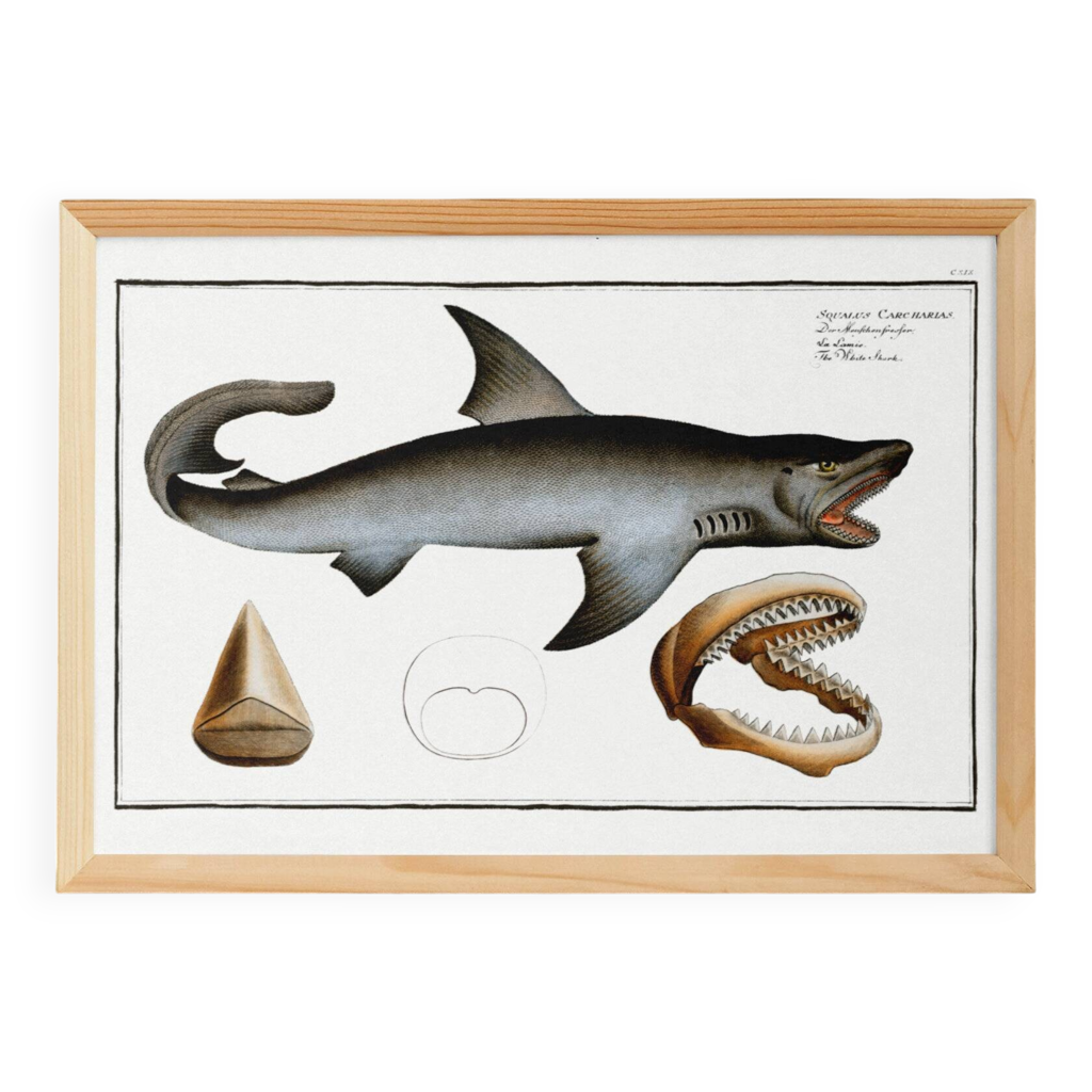 Affiche sur le requin blanc, d’après une gravure ancienne de 1746 ...