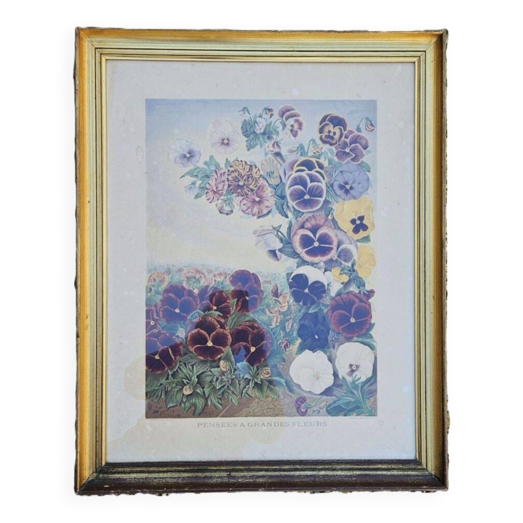Julia Marin - Impression Pensées A Grandes Fleurs Vers 1900 | Selency