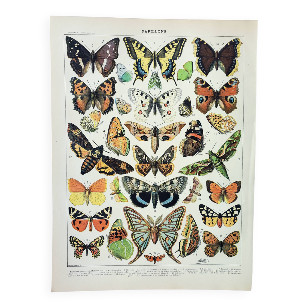 Gravure ancienne de 1898 • Papillons d'Europe, insectes • Affiche ...