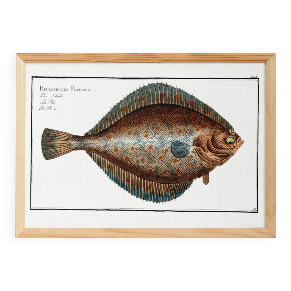 Affiche sur la plie, d’après une gravure ancienne de 1746 | Selency