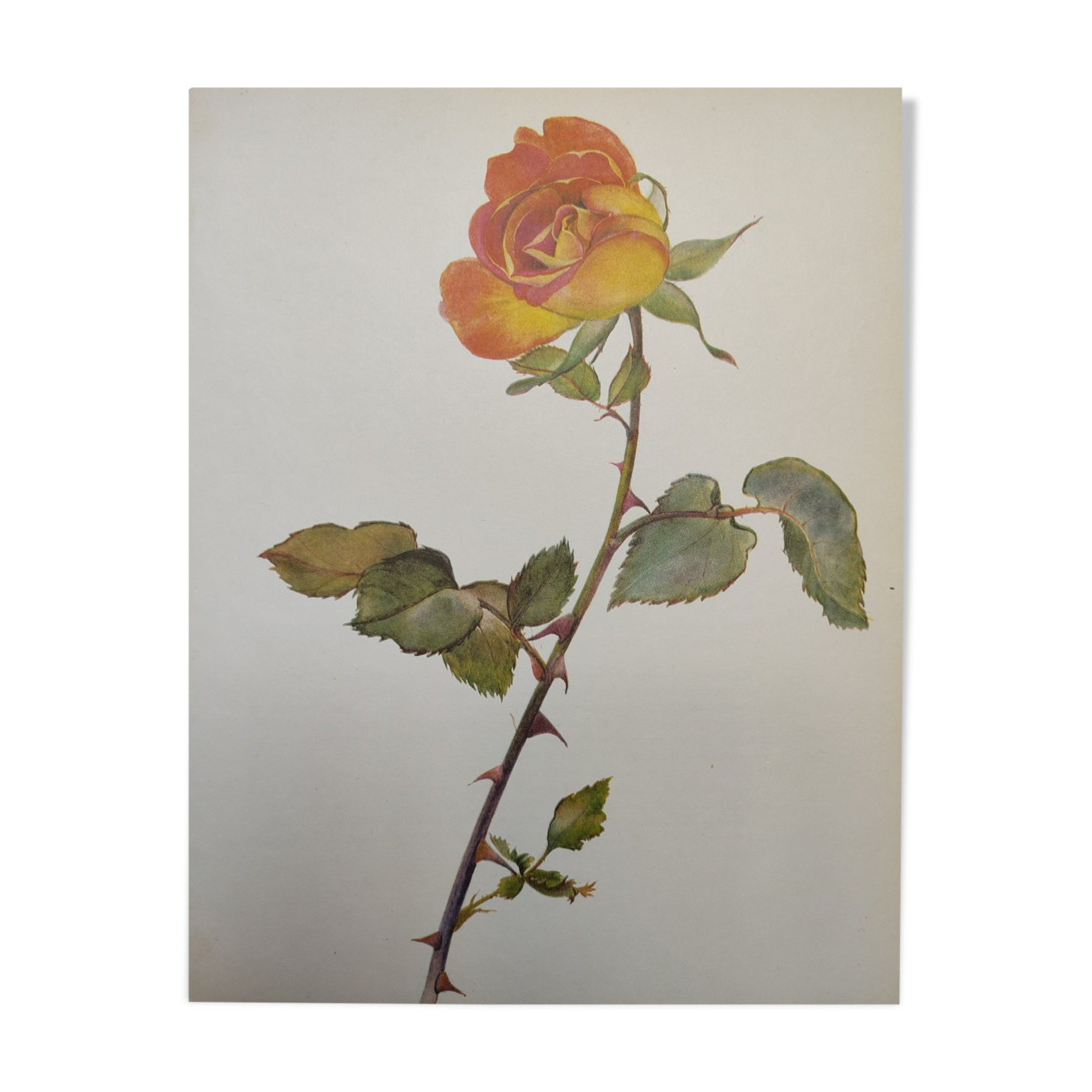 Planche botanique de rose - Vintage original de 1968 - Tzigane🌹 | Selency