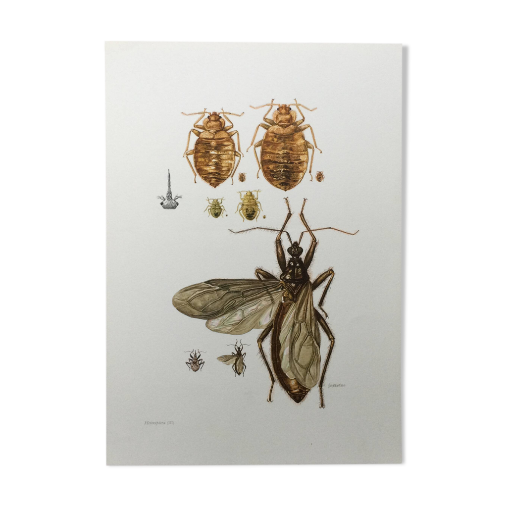 Impression vintage insectes. Planche originale 1969 | Selency