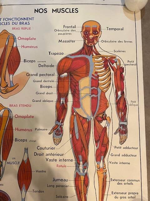 Ancienne affiche scolaire educative le corps humain et les muscles ...