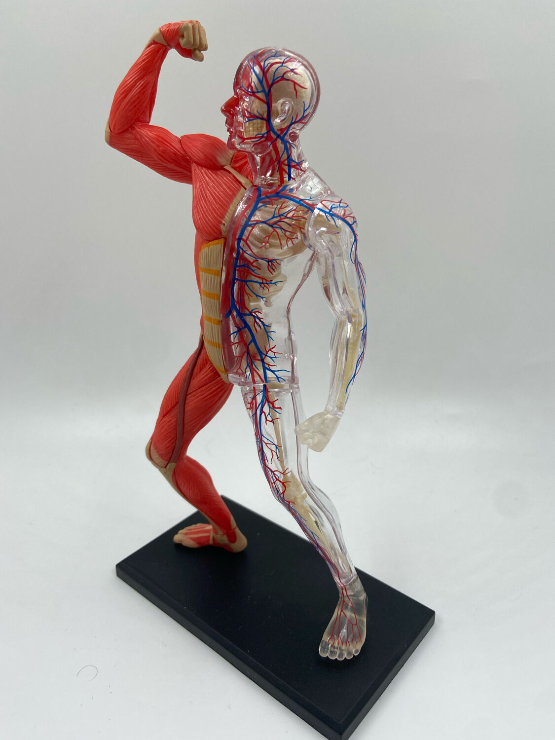 Modèle anatomique corps humain | Selency
