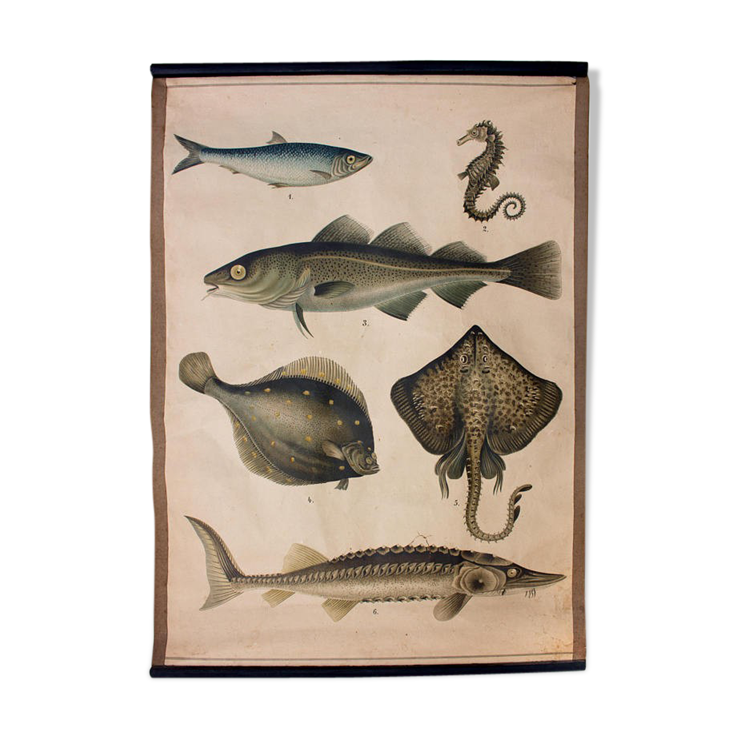 Educational poster, fish, lithograph, 1914 | Selency