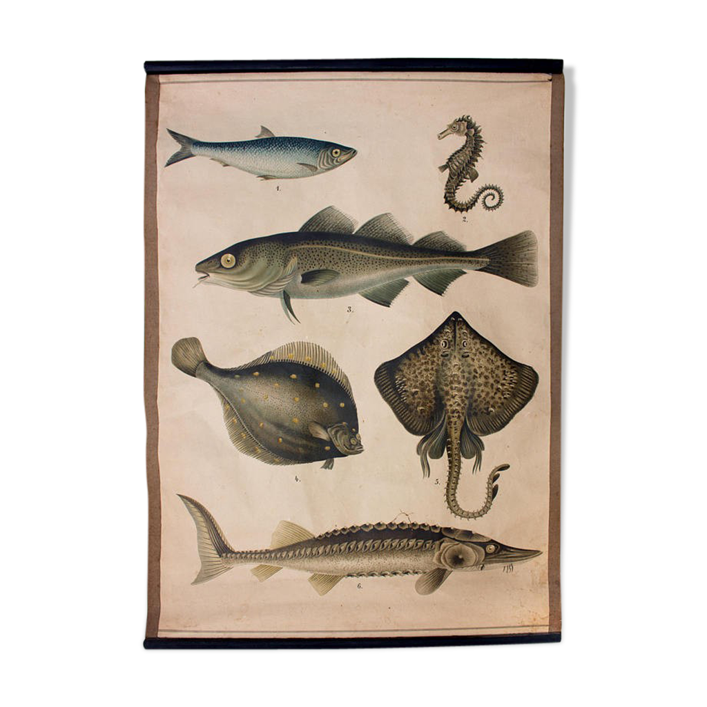 Educational poster, fish, lithograph, 1914 | Selency