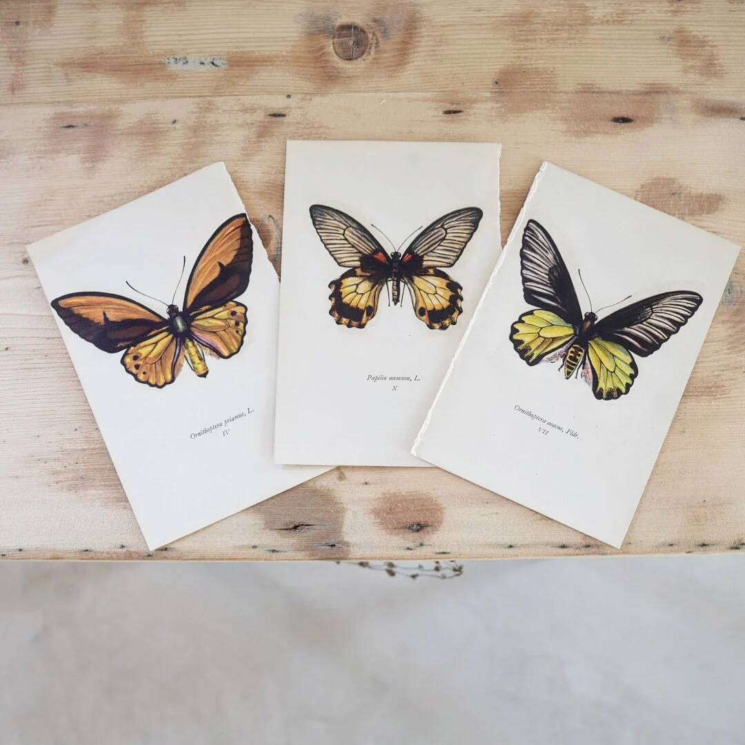 Planches de papillons (lot de 3) | Selency