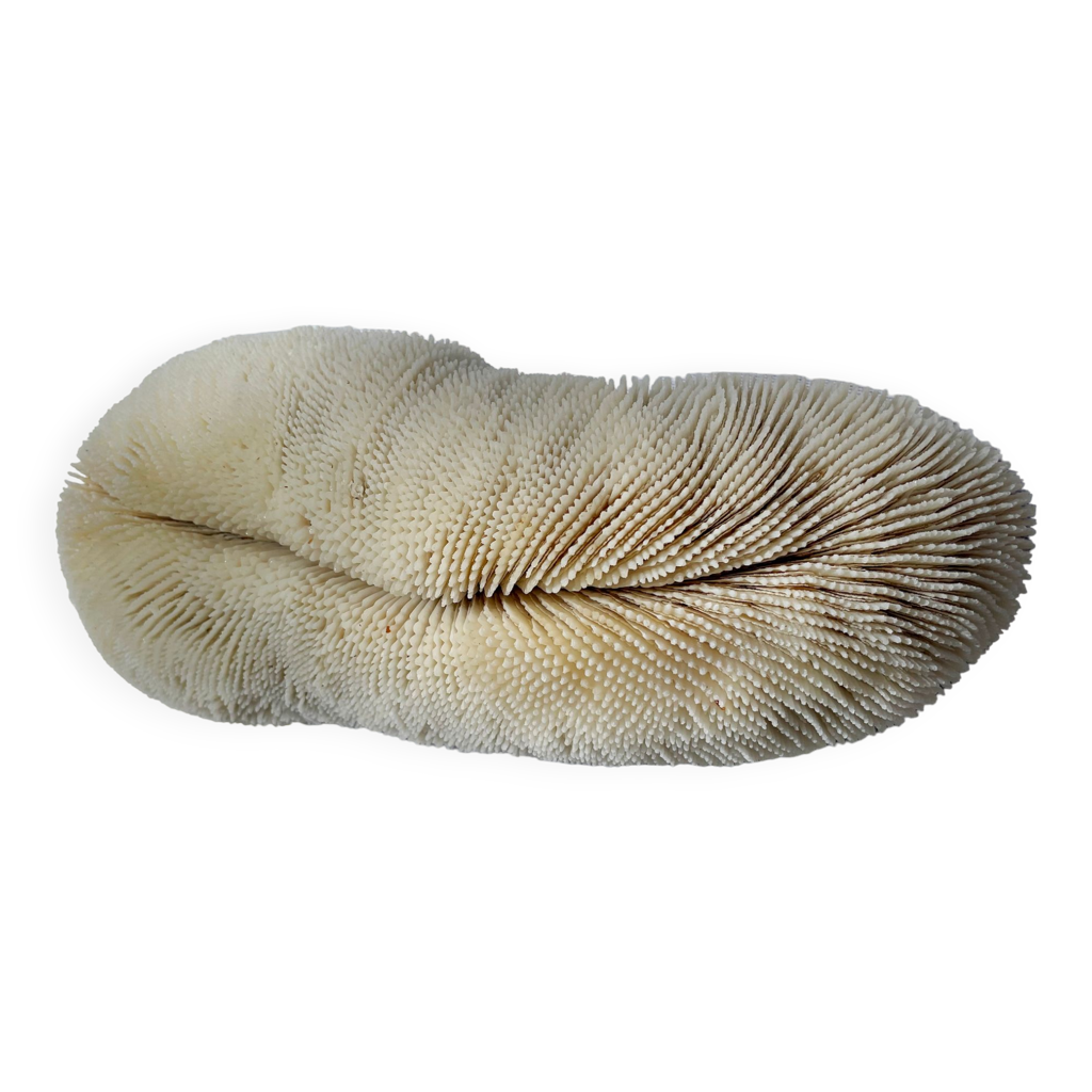 Corail blanc moyen de type Fungia Scutaria à lamelles dit « coussin de ...