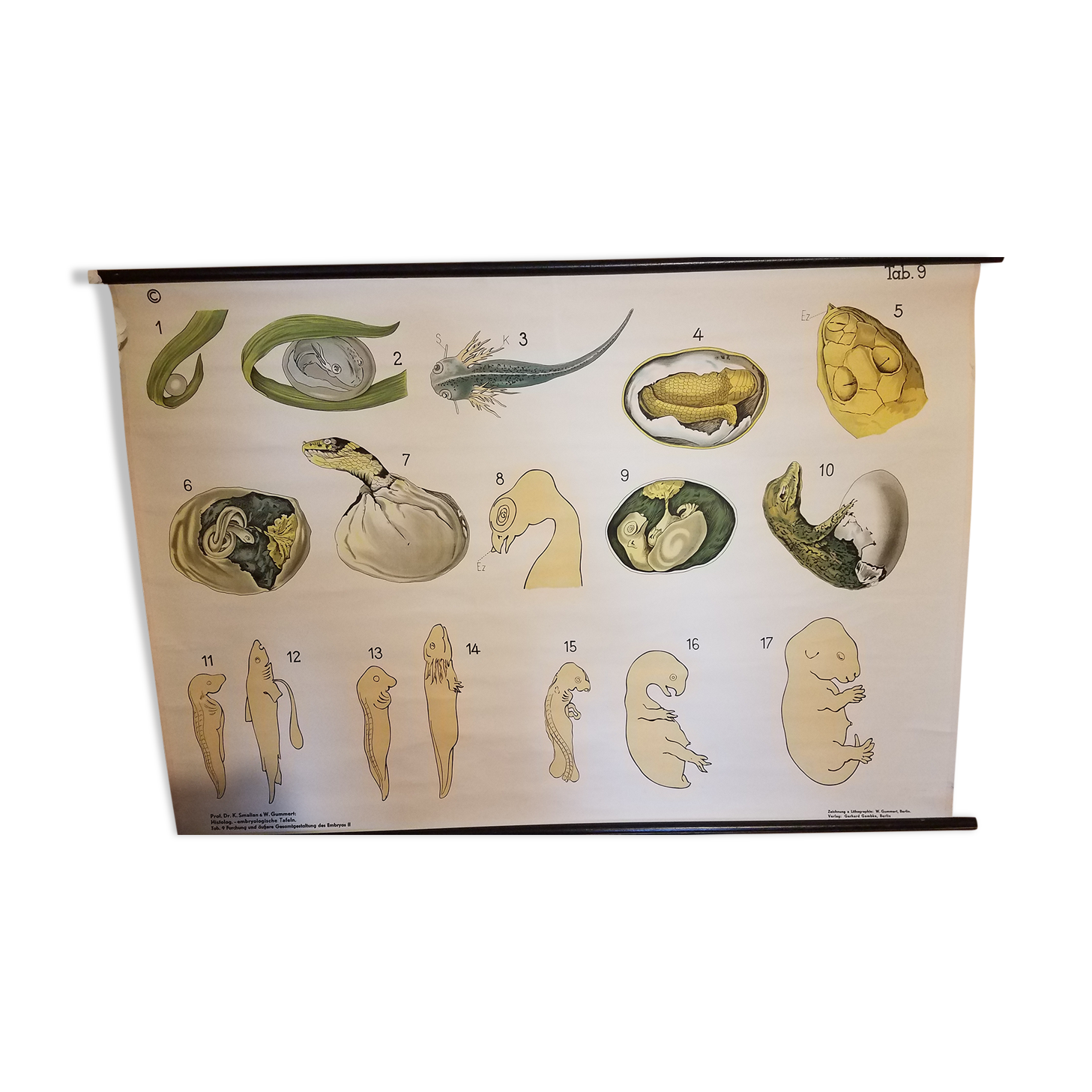 Affiche scolaire tissu épithélial de k smalian 1950 | Selency