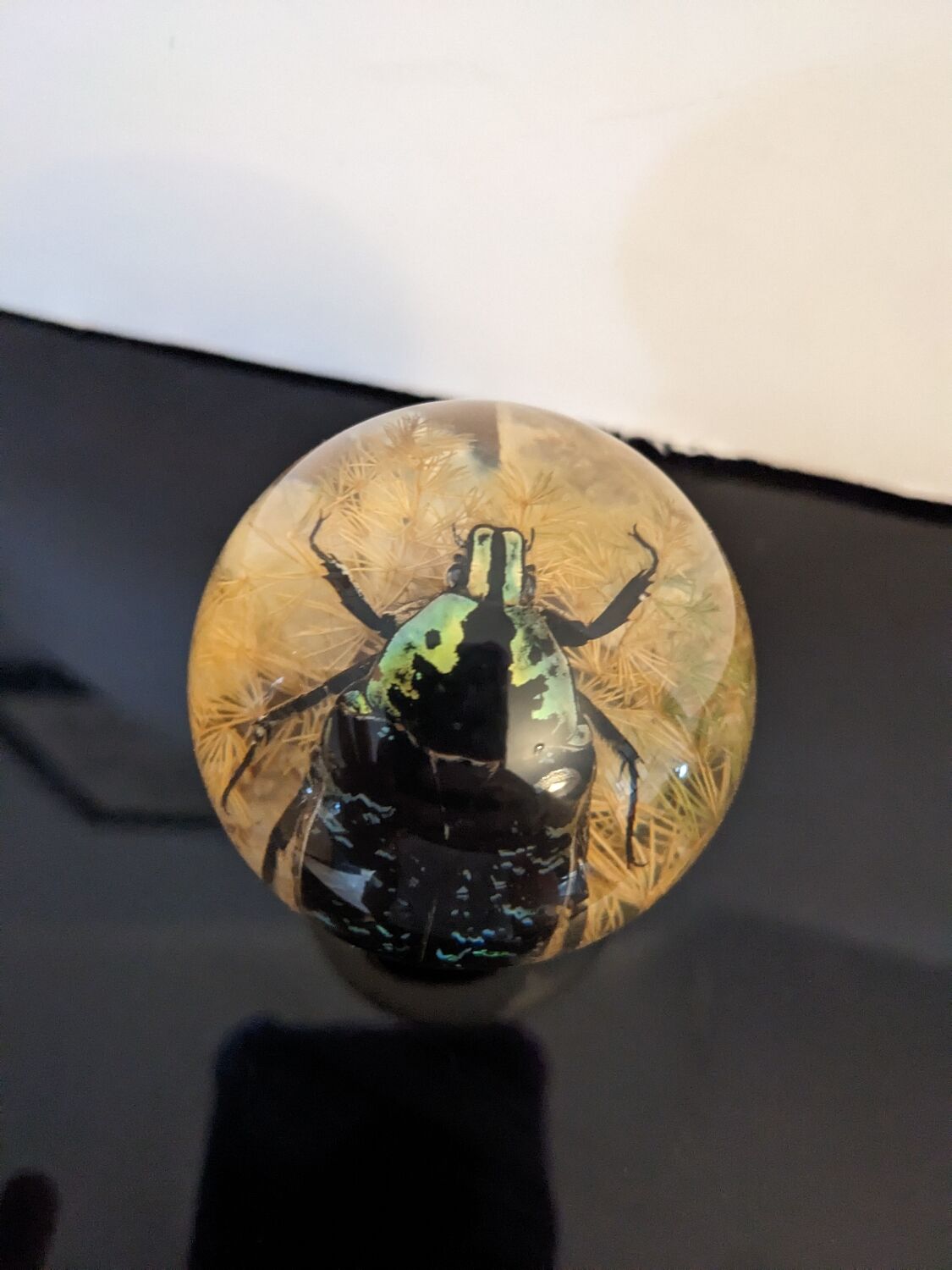 Curiosité boules en résine avec insecte scarabée ancienne | Selency