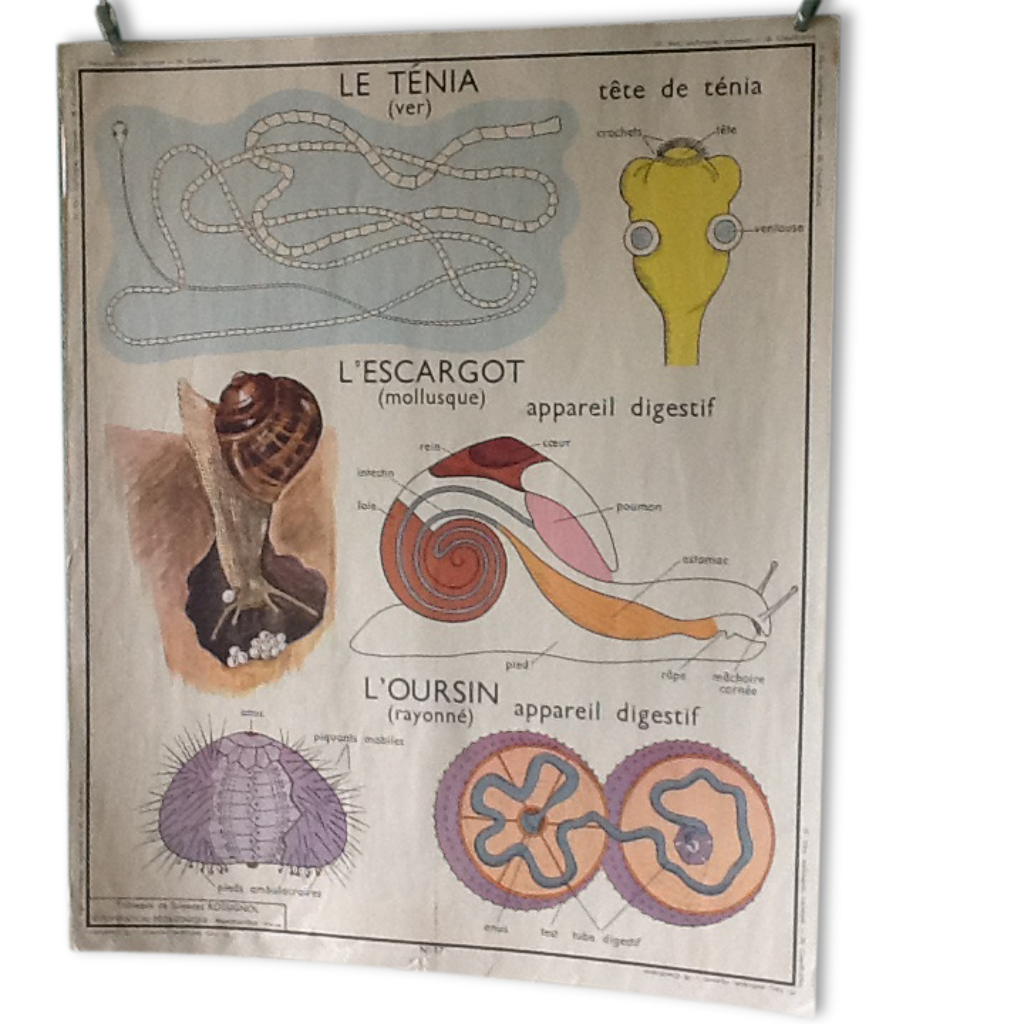 Displays educational vintage - tapeworm, the snail, the Sea Urchin ...