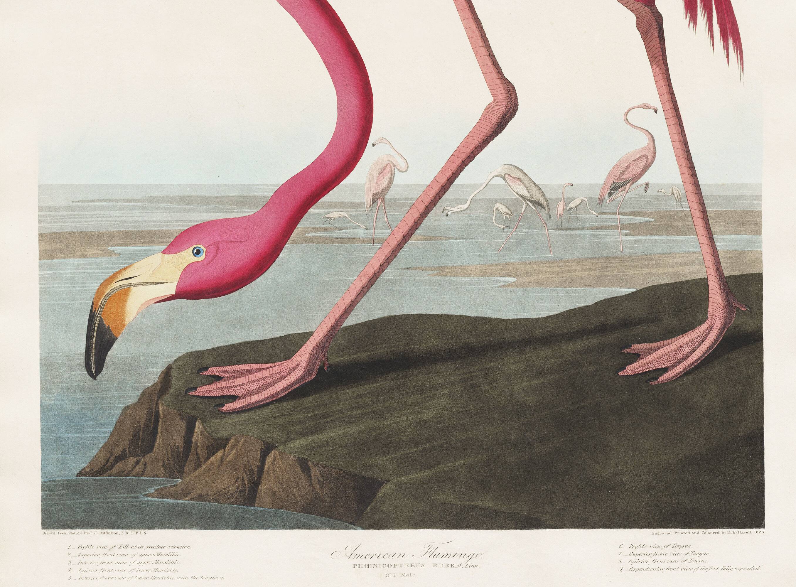 Affiche sur le flamant rose, d’après une gravure ancienne de 1827 ...