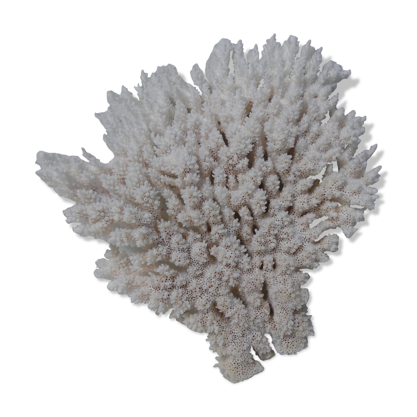 Corail blanc | Selency