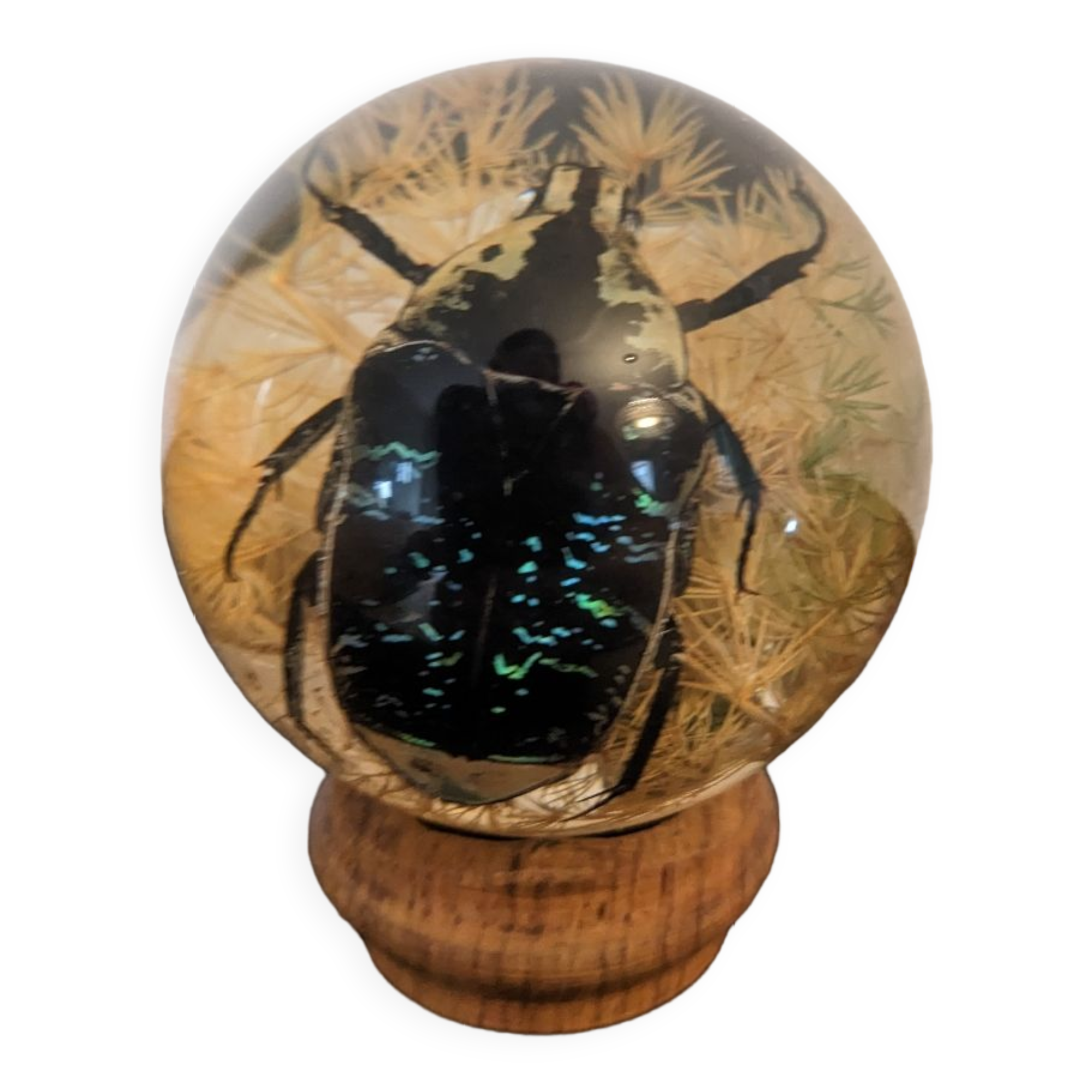 Curiosité boules en résine avec insecte scarabée ancienne | Selency