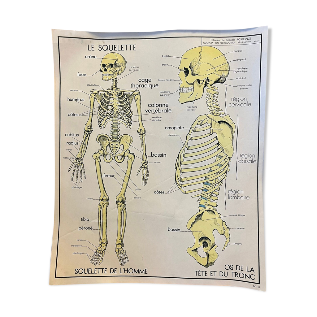 Human Body Poster - The Skeleton and Excretion - Rossignol | Selency