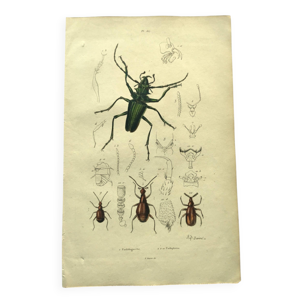 Gravure ancienne de 1839 -Insecte Psalidognathe- Planche coloriée à la ...