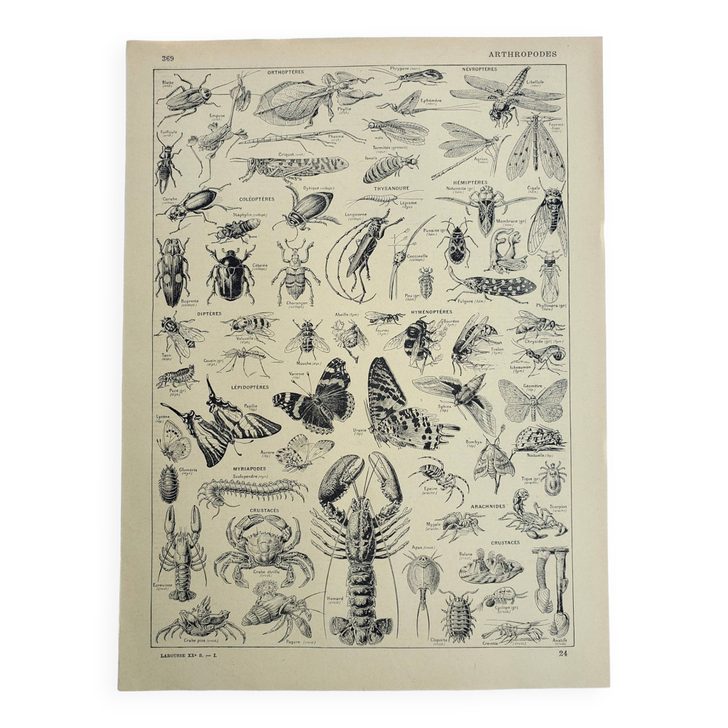 Gravure ancienne 1928, Athropodes, insecte, crustacé, papillon ...