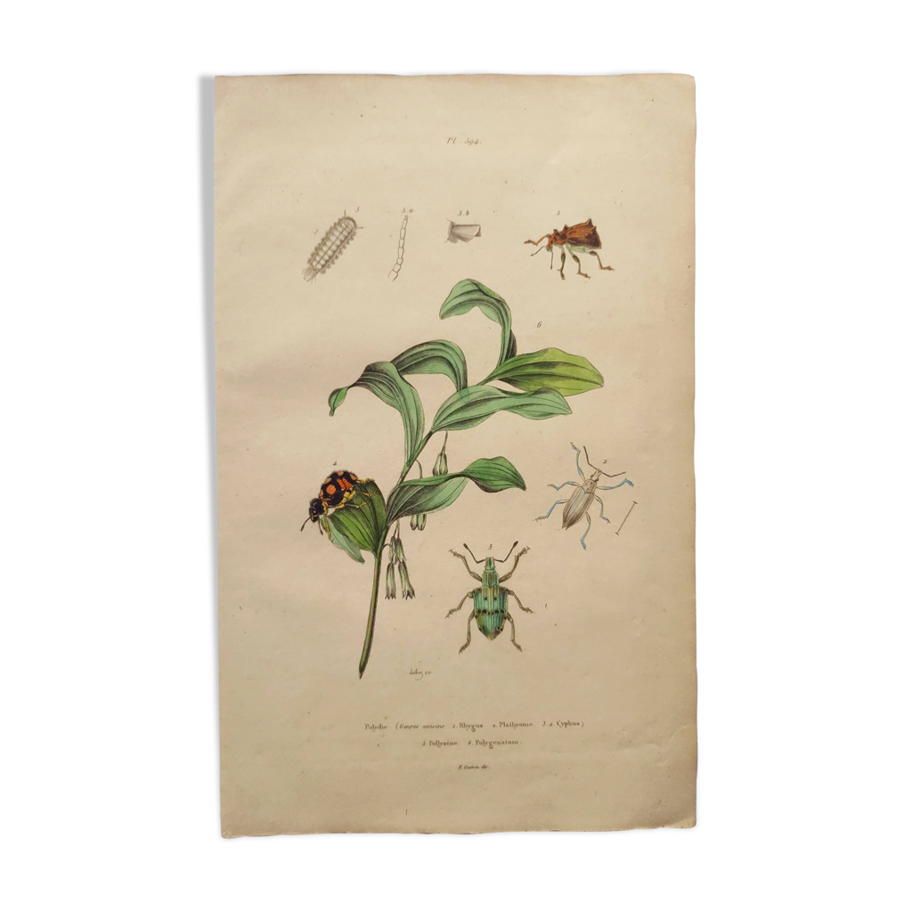 Gravure ancienne de 1839 -Insectes Polygonatum - Planche coloriée main ...