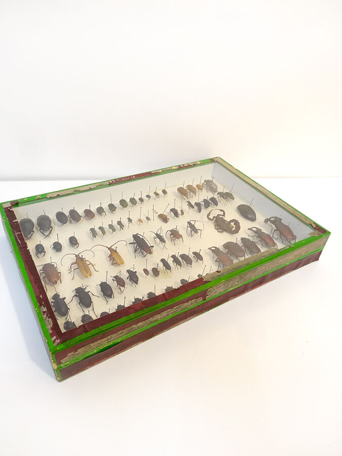 Cadre boîte entomologie insectes vintage | Selency