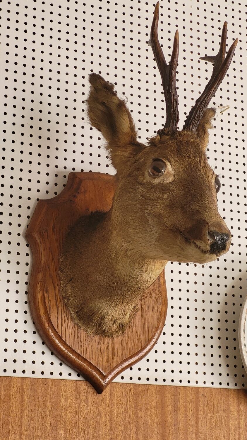 Tête de chevreuil empaillé et naturalisé taxidermie | Selency