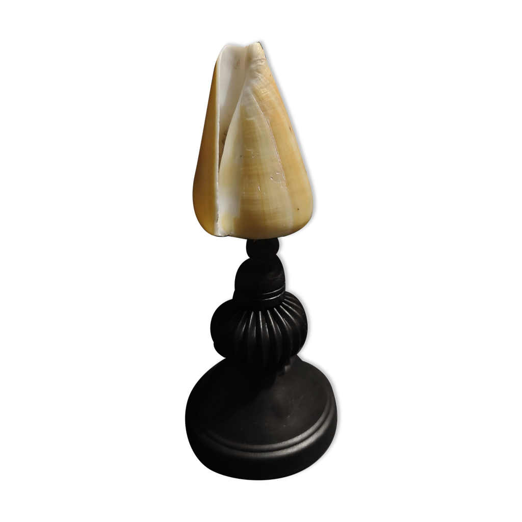Cabinet de curiosités coquillage conus betulinus sur socle | Selency