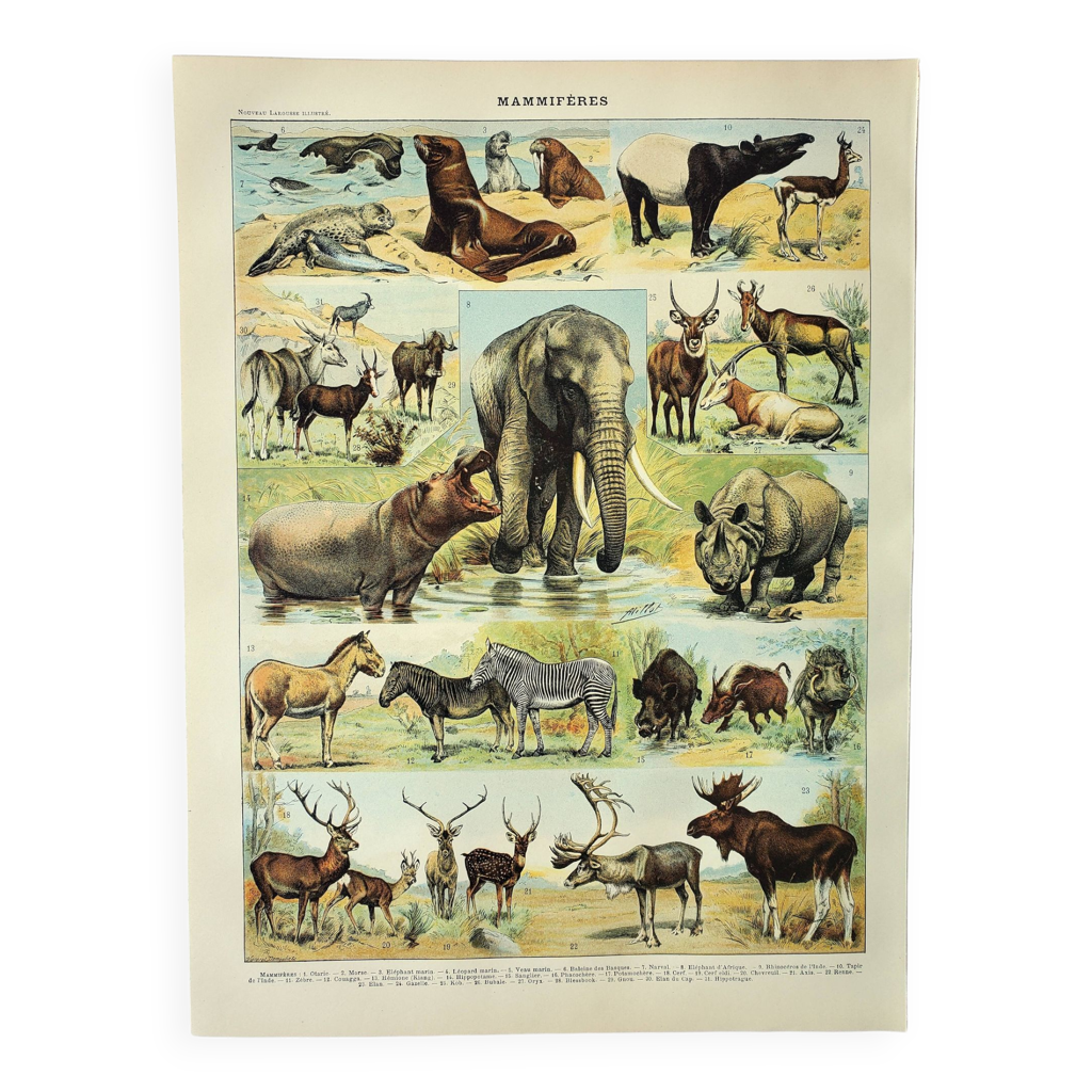 Old engraving 1898, Mammals 1, animals, zoology • Lithograph, Original ...