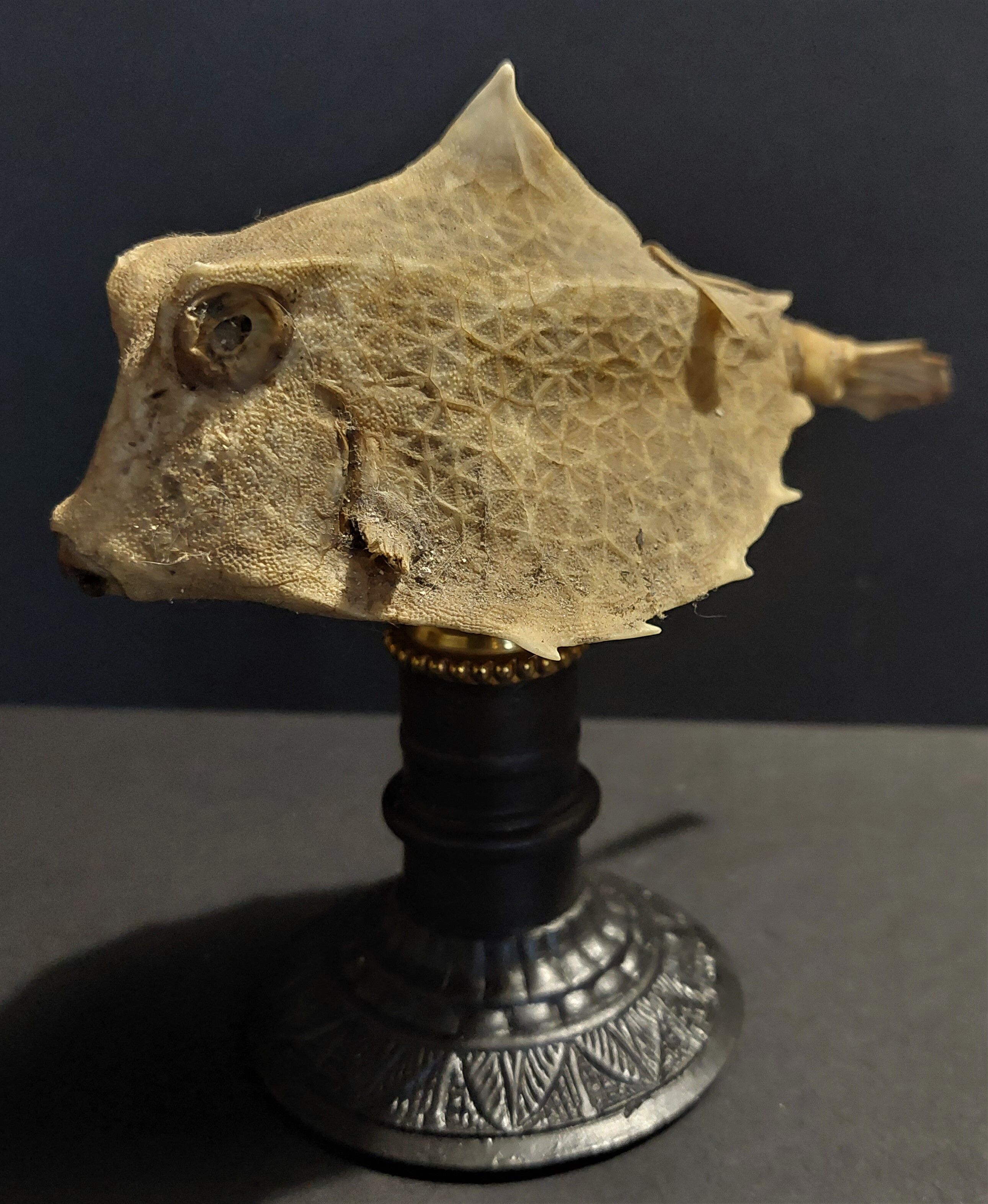 Cabinet de Curiosités poisson coffre bossu tetrosomus gibbosus sur ...