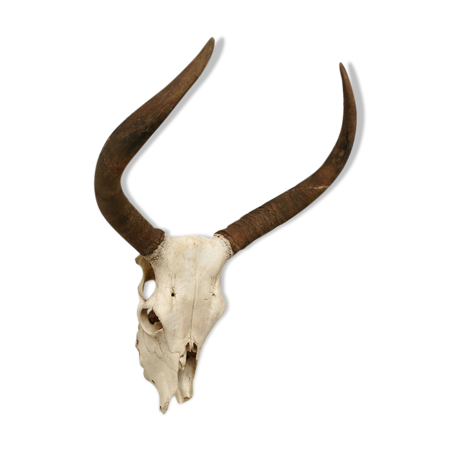 Trophée de chasse tête de zébu massacre | Selency