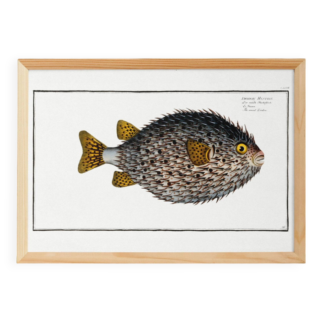 Affiche sur le poisson-hérisson, d’après une gravure ancienne de 1746 ...