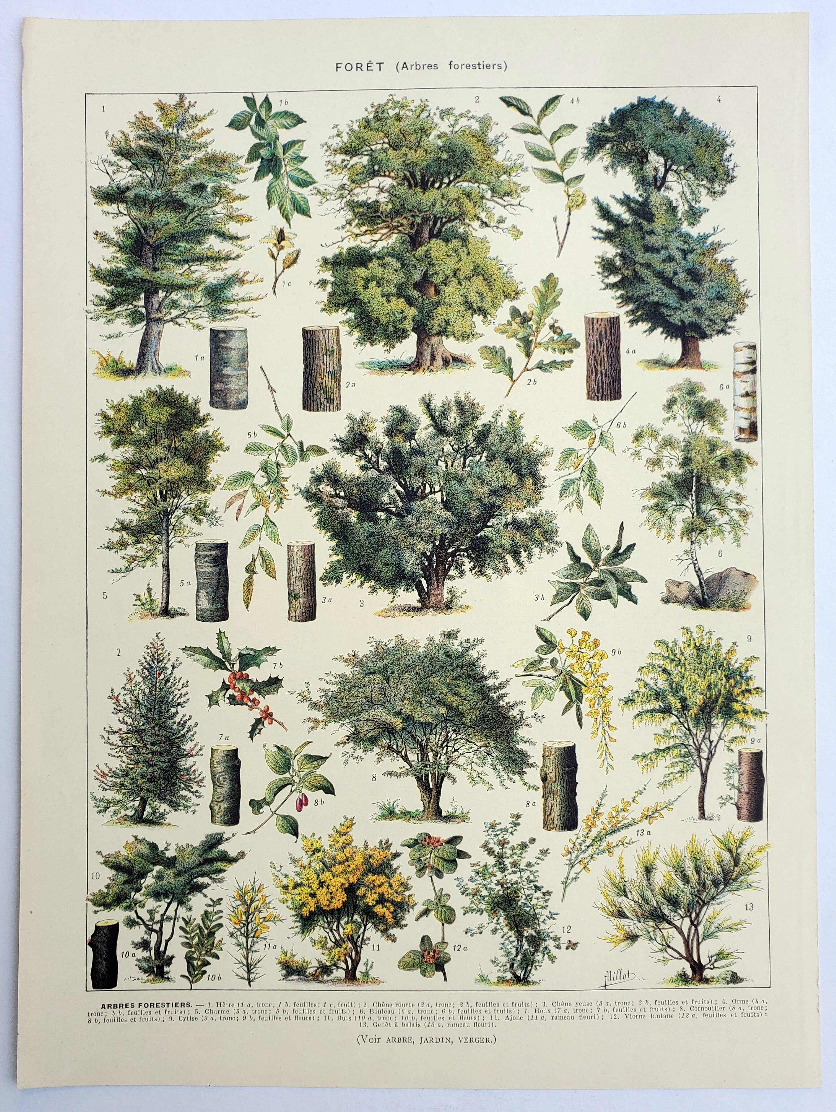 Old engraving 1928, Forest 1, Silviculture, foliage, trees • Lithograph ...