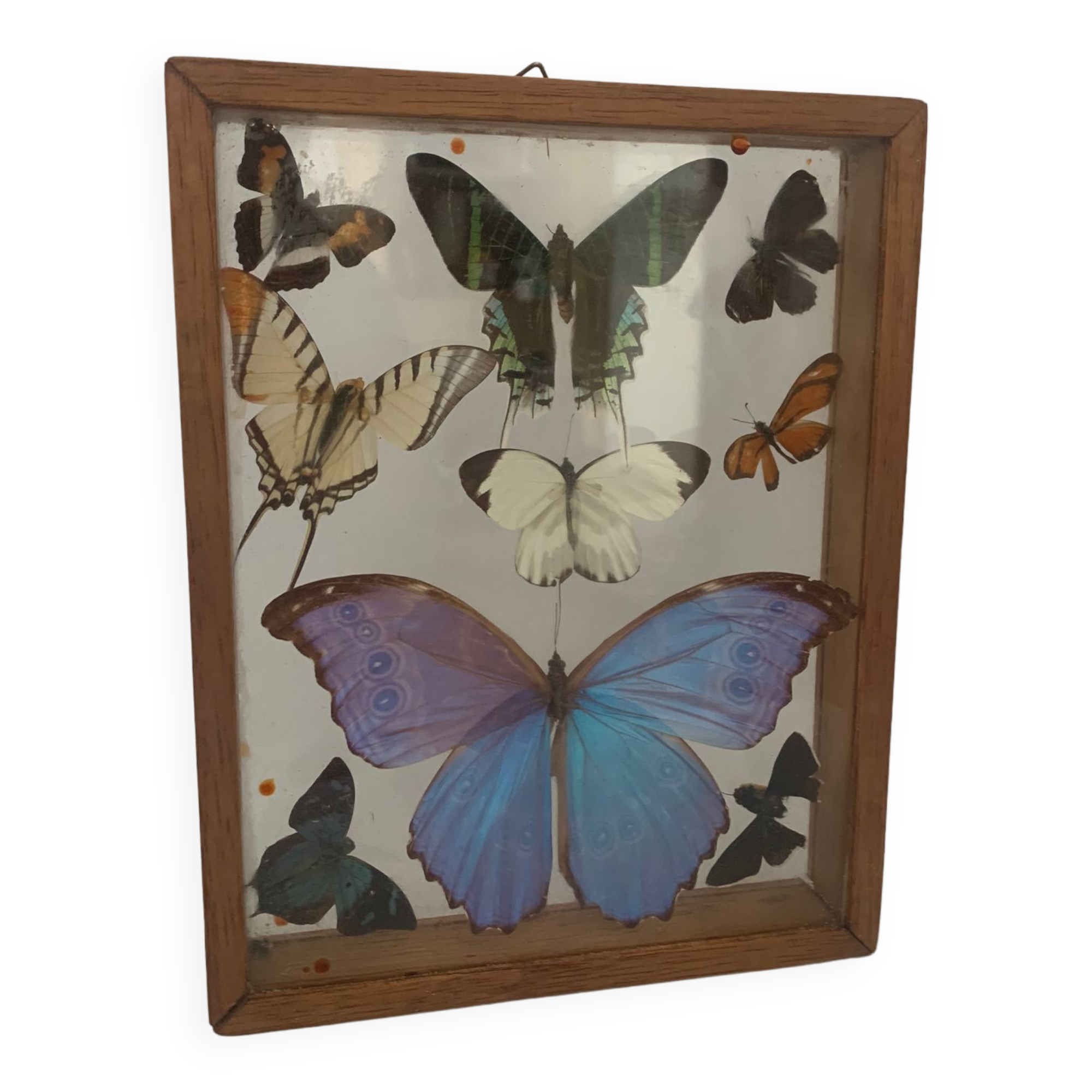 Cadre mural papillon | Selency
