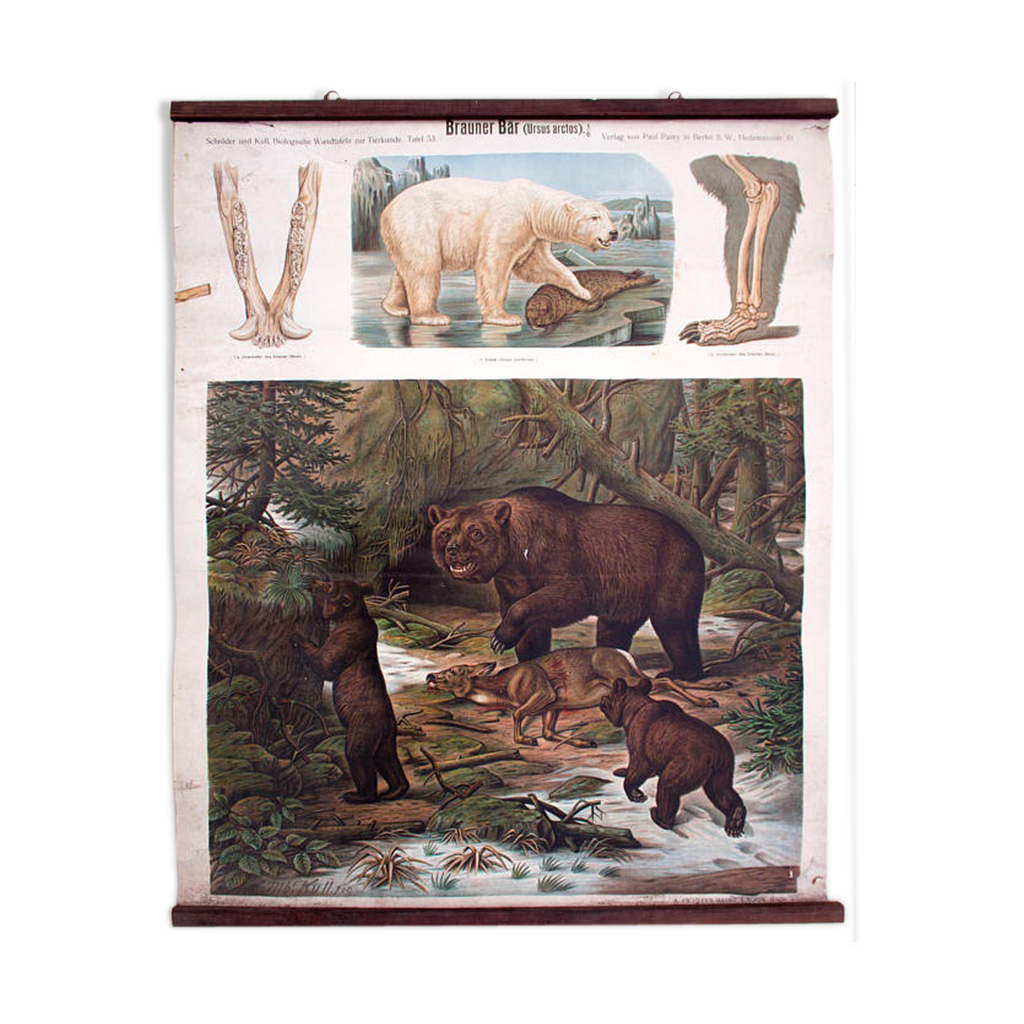 Affiche "ours brun ours polaire" lithographie par Albert Kull publié par Paul Parey Berlin 1905 ...