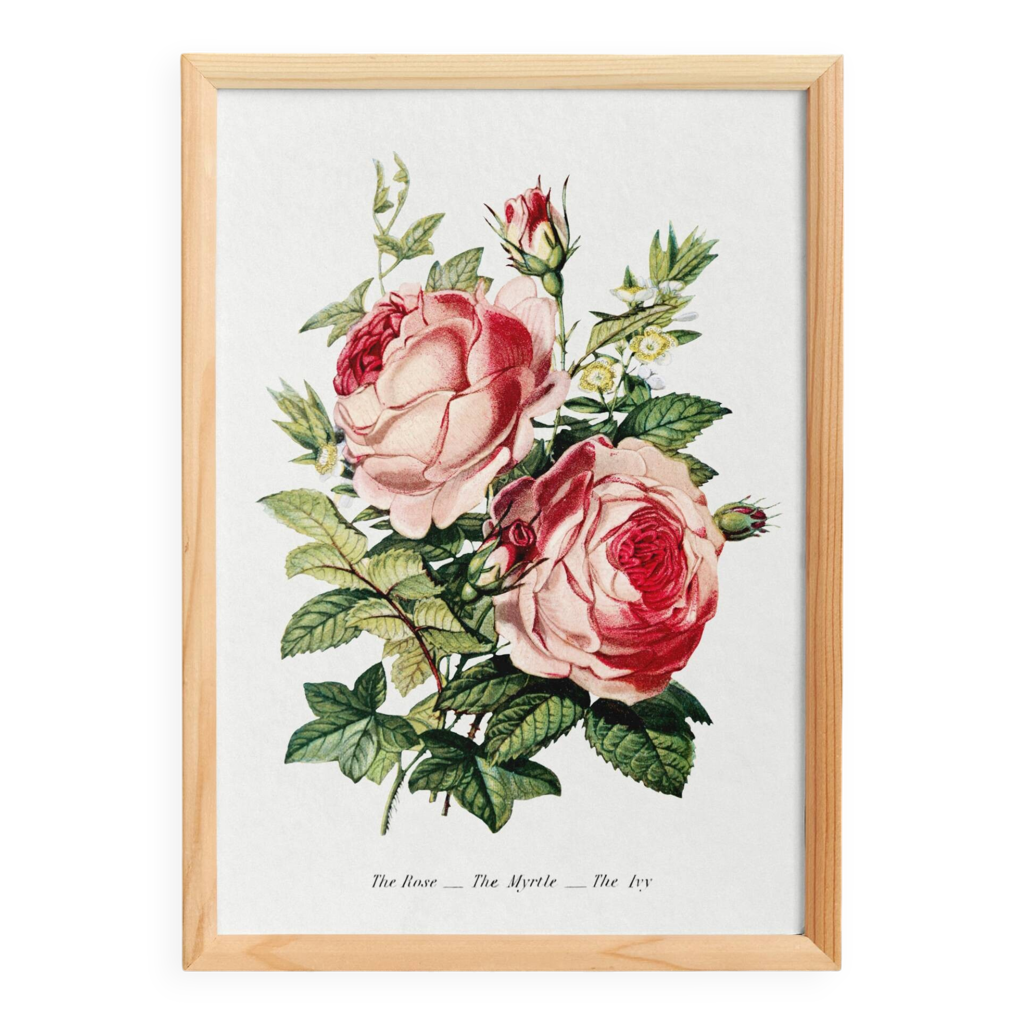 Affiche sur “la rose ancienne”, d’après une lithographie de 1896 | Selency