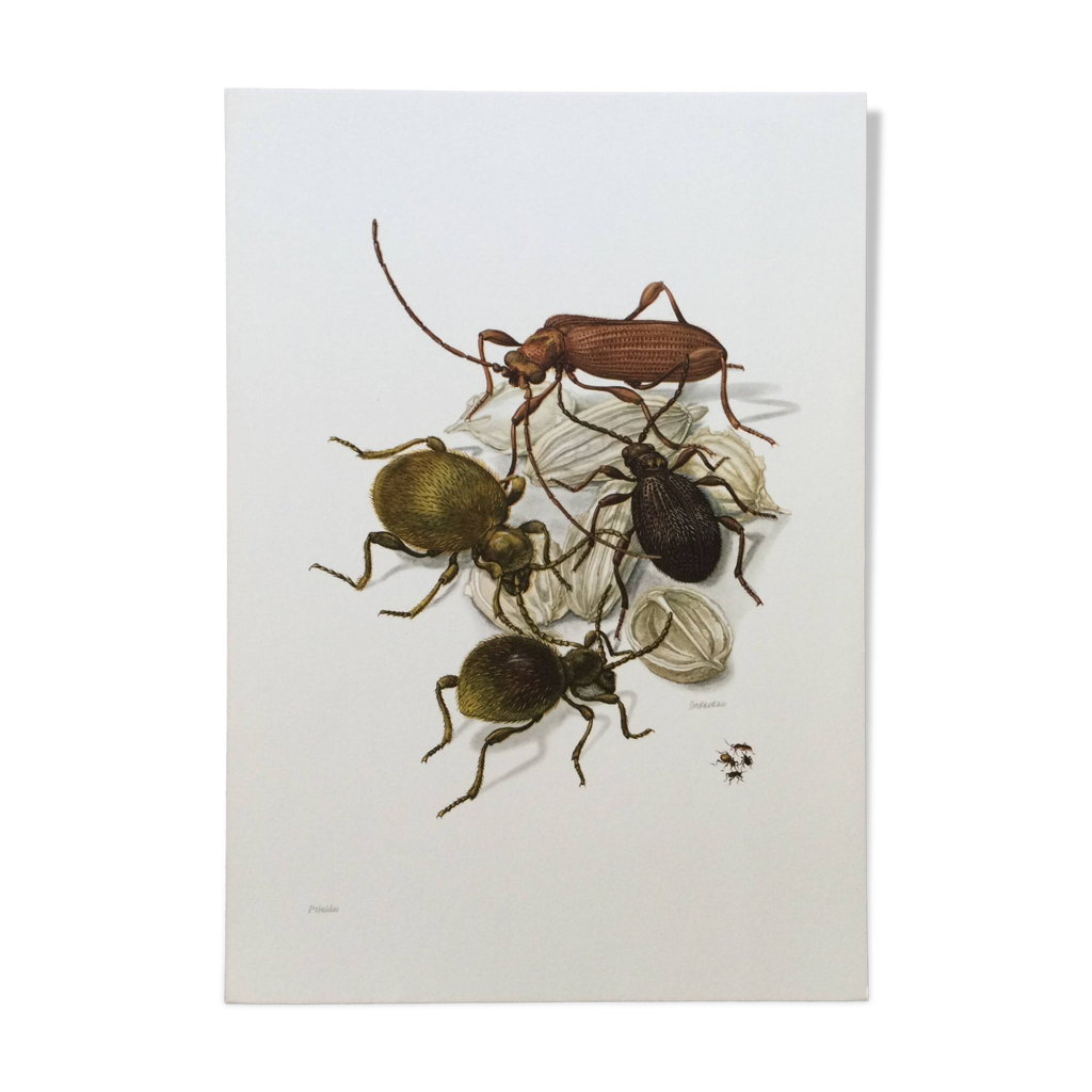 Illustration insectes, planche originale, années 60 | Selency