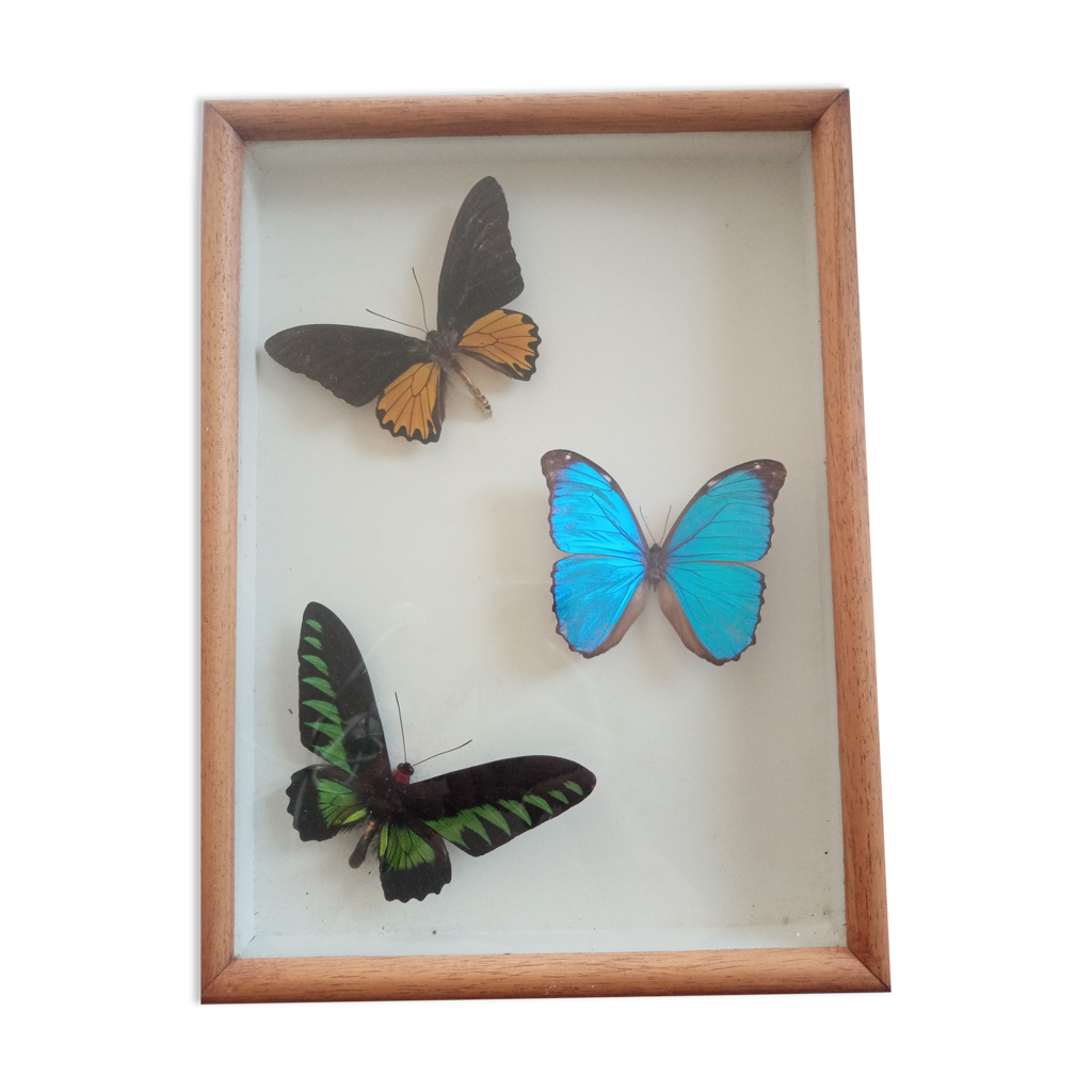 Cadre de 3 papillons naturalisés | Selency