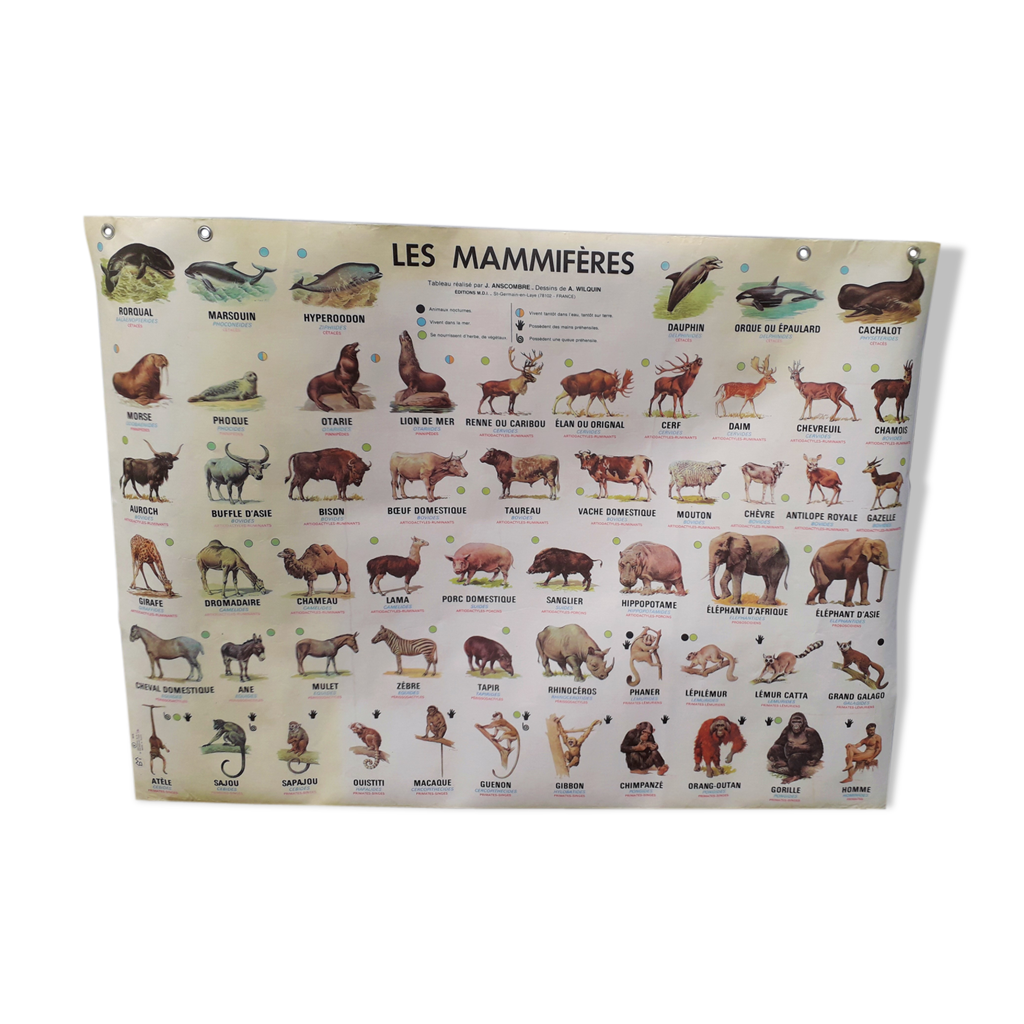 Affiche scolaire mdi les mammifères 1976 | Selency