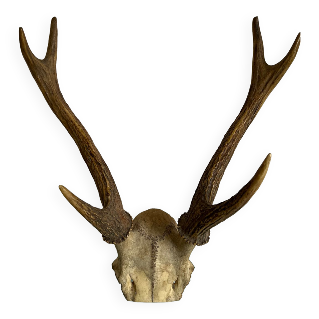 Deer horns