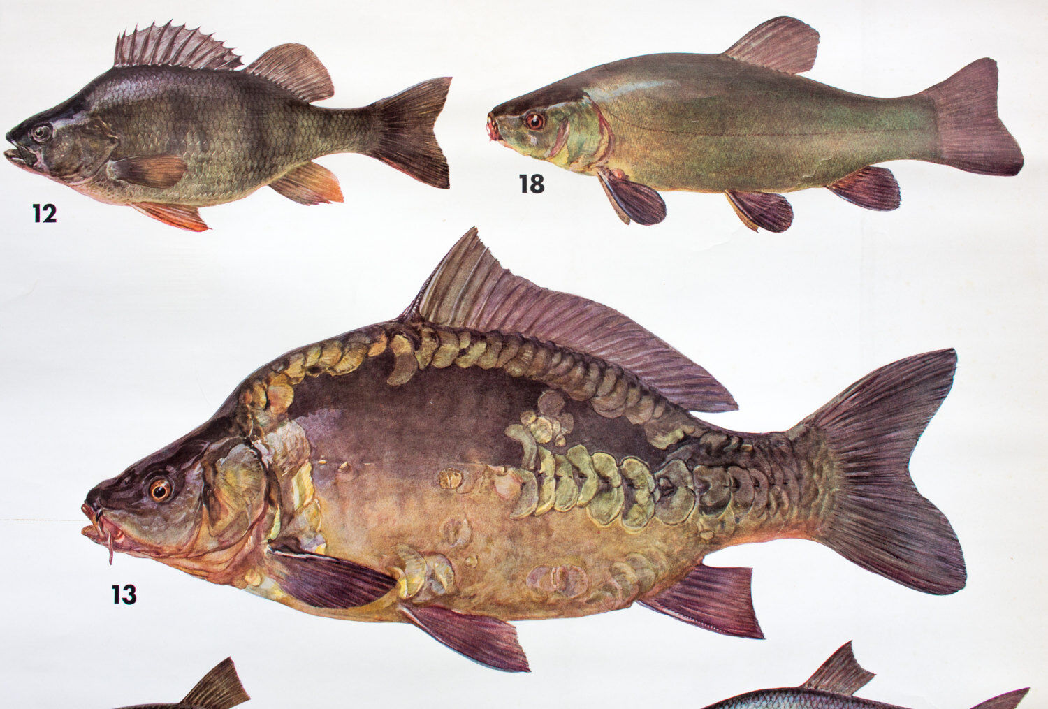 Affiches des poissons d 'eau douce du Québec - mddelcc