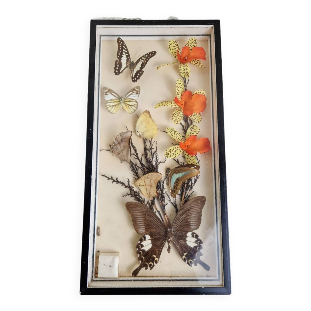 Cadre papillons naturalisés vintage | Selency