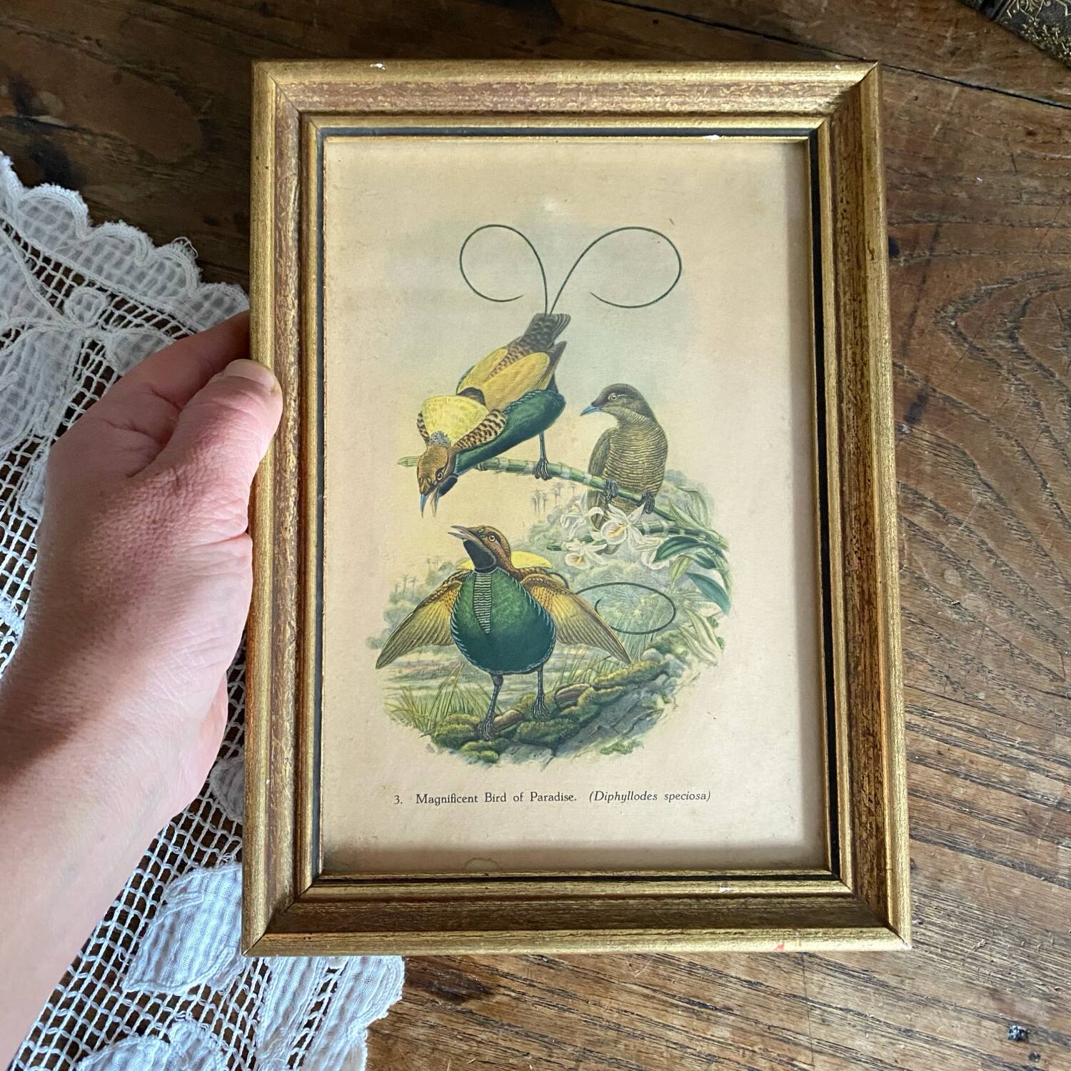 Gravure oiseaux du paradis, encadrée | Selency
