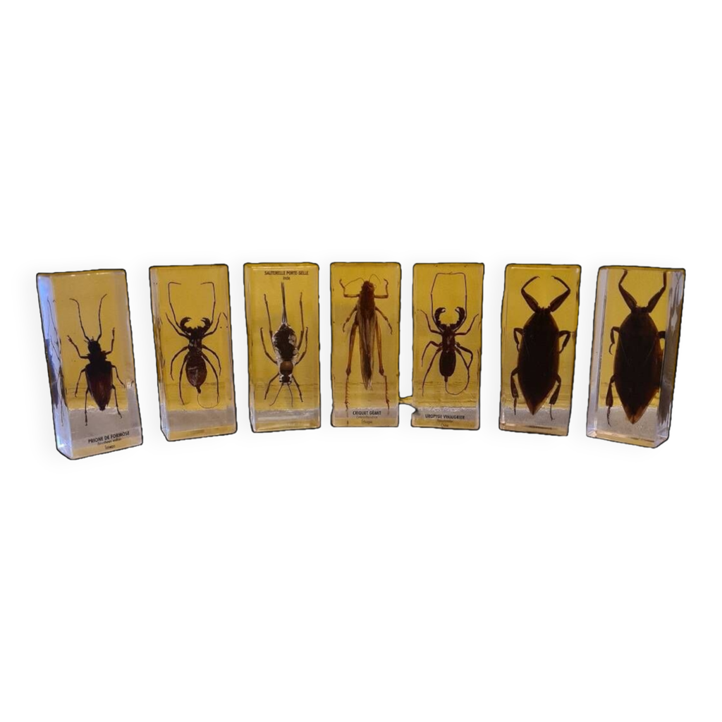 Lot de 7 insectes en époxy, du 21ème siècle | Selency