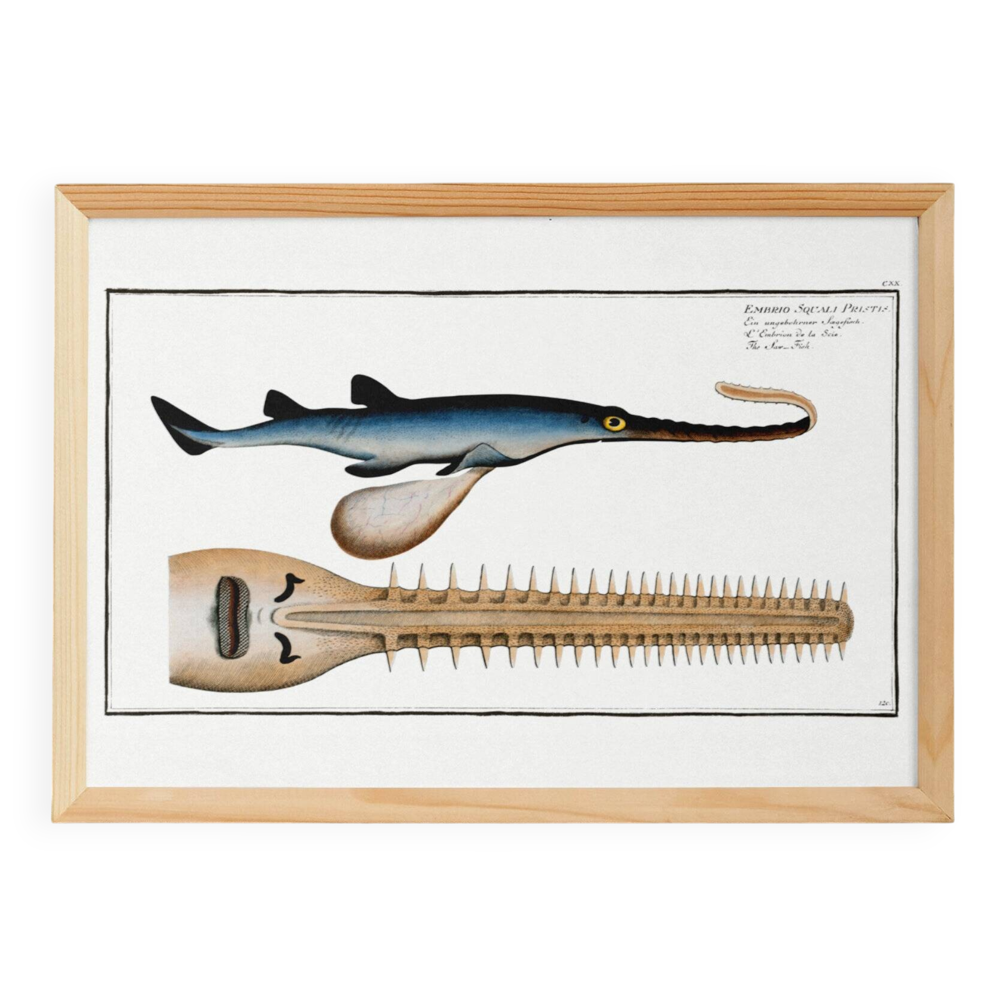 Affiche sur le poisson-scie, d’après une gravure ancienne de 1746 ...