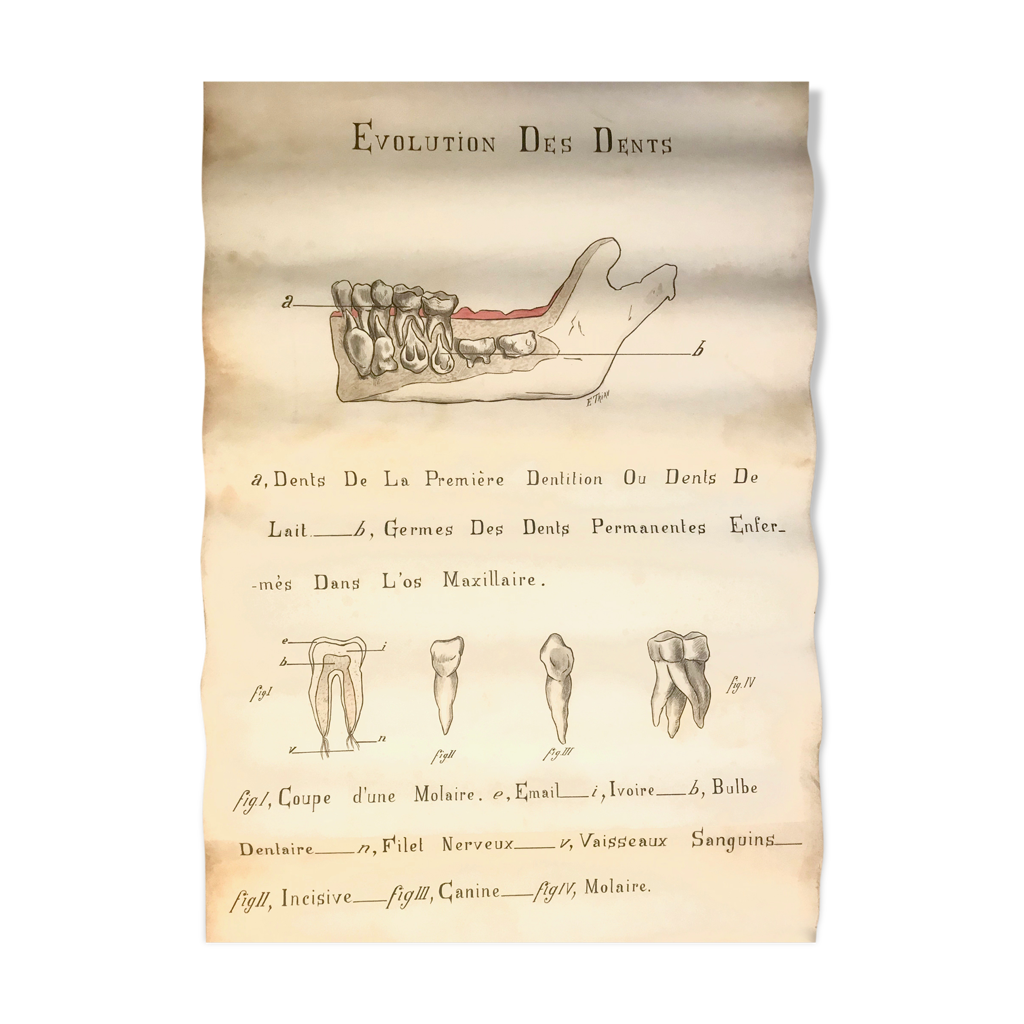 Anatomical plank evolution of teeth | Selency