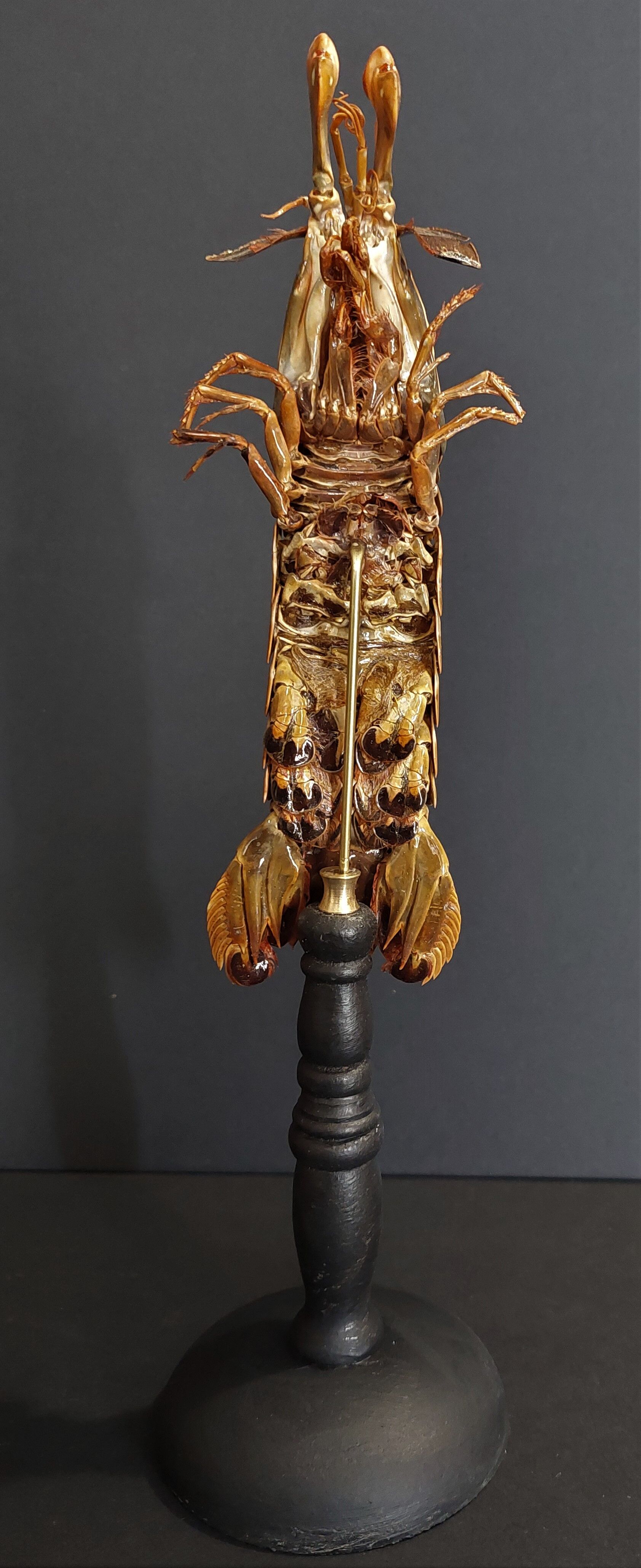 Cabinet de Curiosités squille haptosquilla trispinosa sur socle | Selency