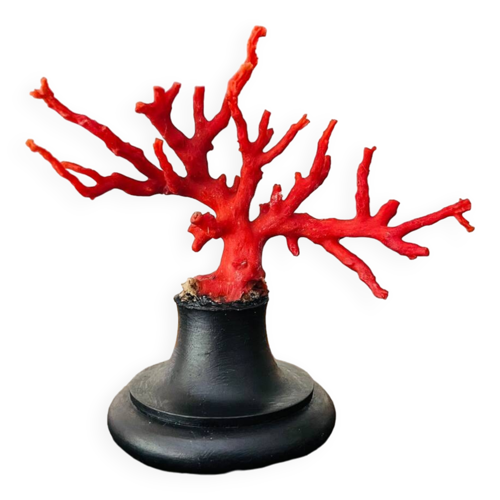 Branche corail rouge red coral histoire naturelle cabinet de curiosité ...