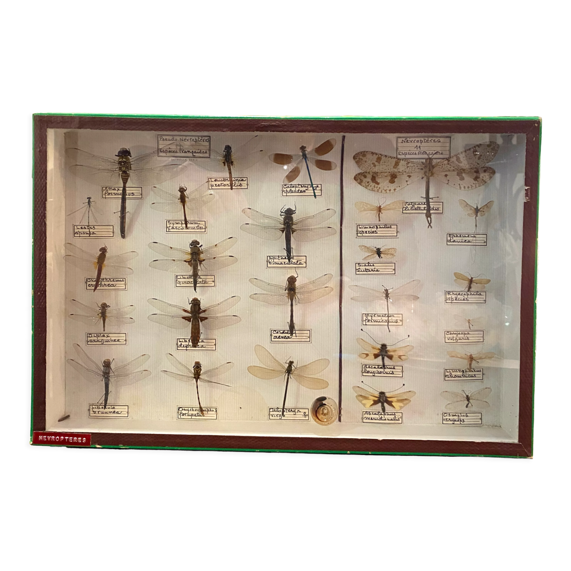 Boîte d’entomologie vitrine d’insectes libellules | Selency