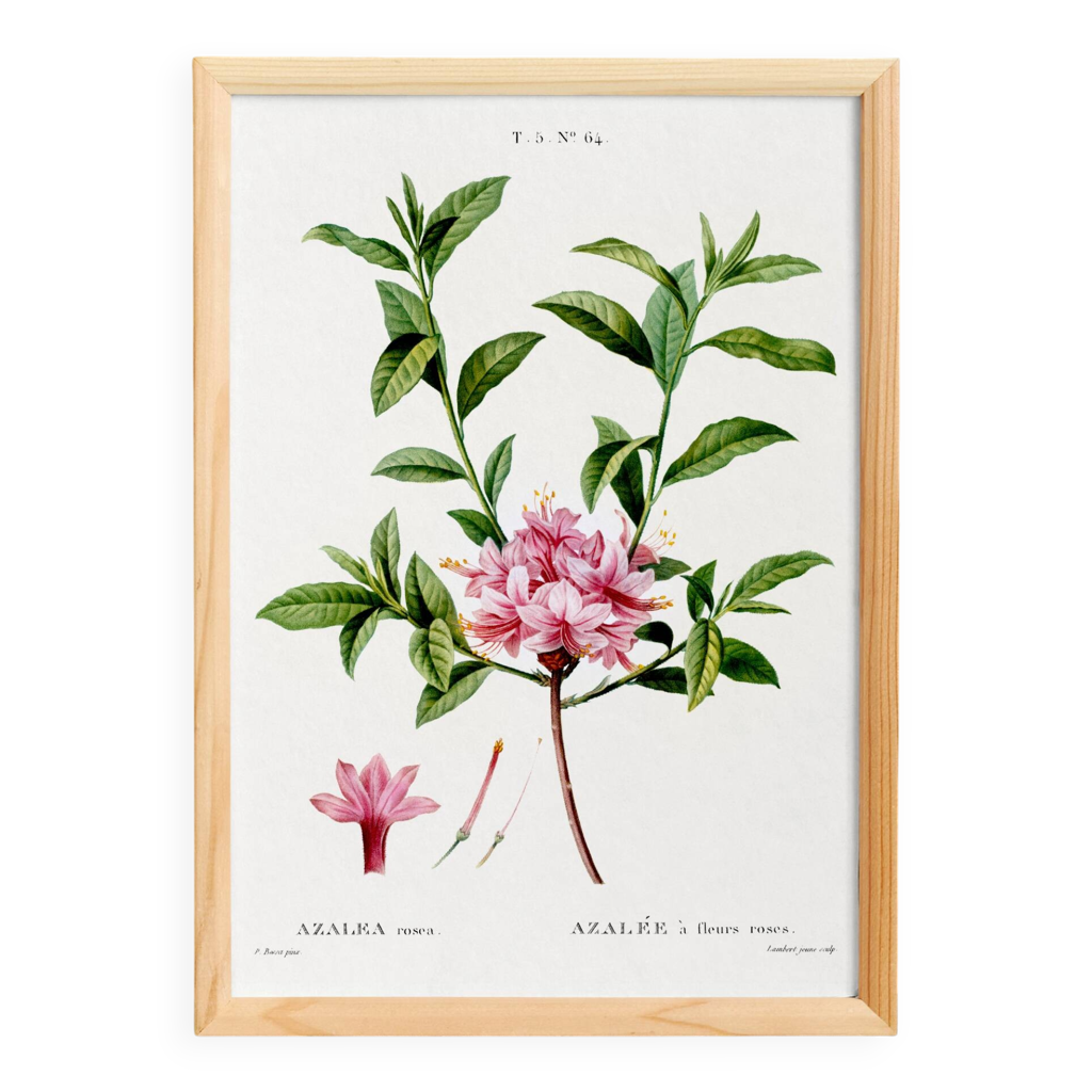Affiche sur l'Azalée à fleurs roses, d’après une gravure ancienne de ...